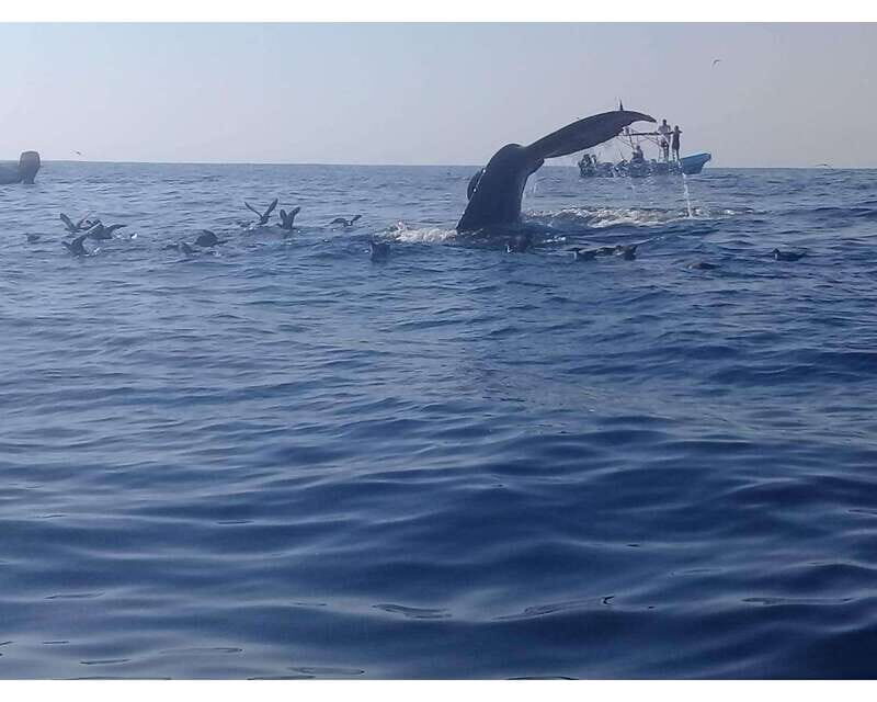 Dolphins and whales watching in Puerto Escondido. - Key Points