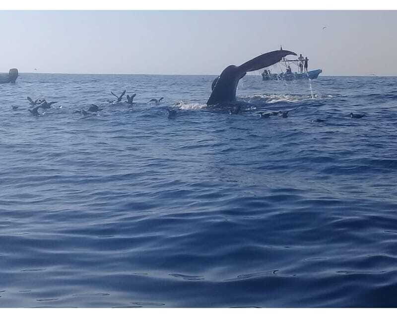 Dolphins and whales watching in Puerto Escondido. - FAQ: Practical Questions about the Tour