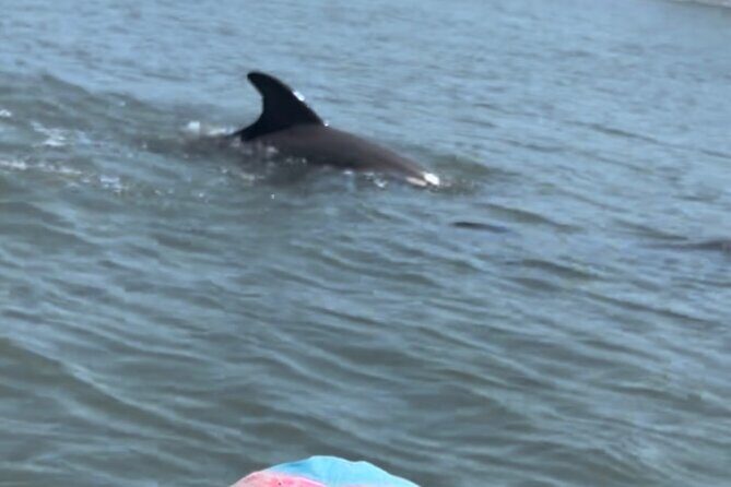 Dolphins and Wildlife Ecotour - Key Points