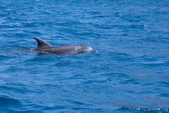 Dolphins Circus tour in Small group - FAQ