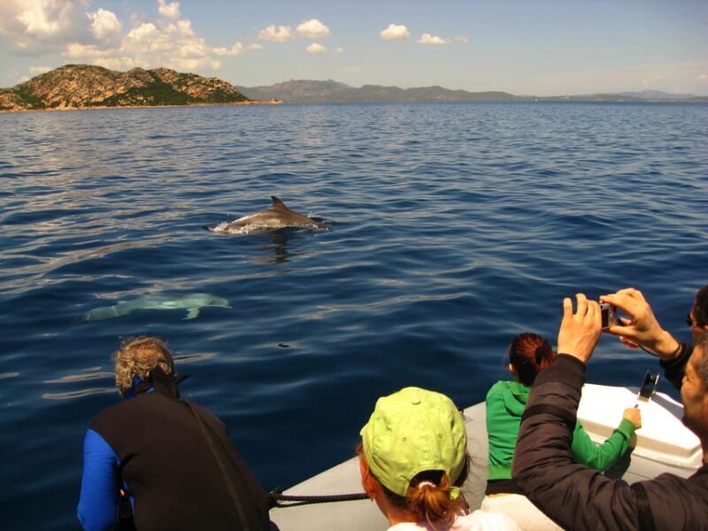 Dolphins: Dolphin Sightseeing Tour and Cape Figari By Dinghy - Key Points