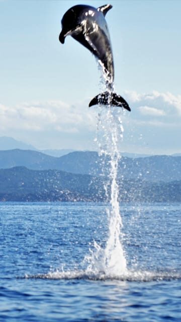 Dolphins: Dolphin Sightseeing Tour and Cape Figari By Dinghy - Who This Tour Is Perfect For