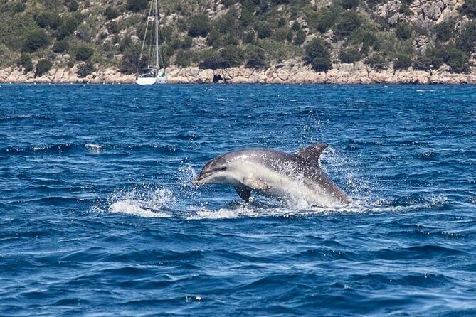 Dolphins Rib boat (up 6 people) Private - The Itinerary: What to Expect on Your Sardinian Sea Trip