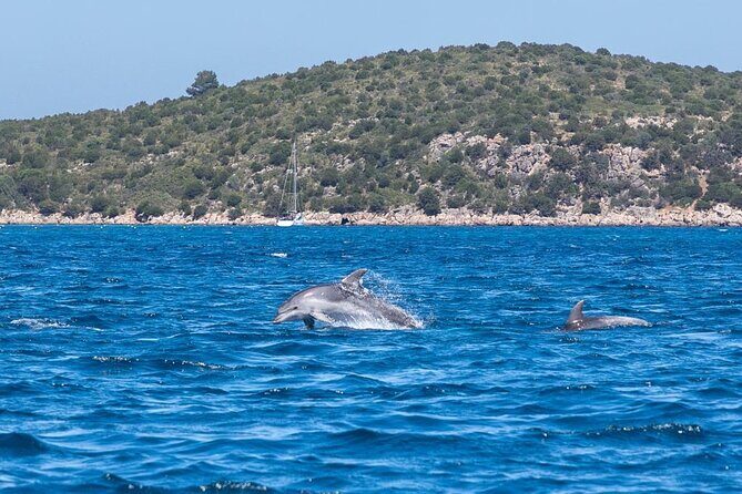 Dolphins Rib boat (up 6 people) Private - Practical Tips for Your Sardinian Dolphin Tour