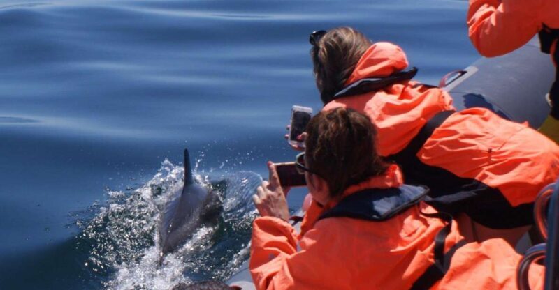 Dolphins Watching - Portimão - An In-Depth Look at the Dolphin Watching Tour in Portimão