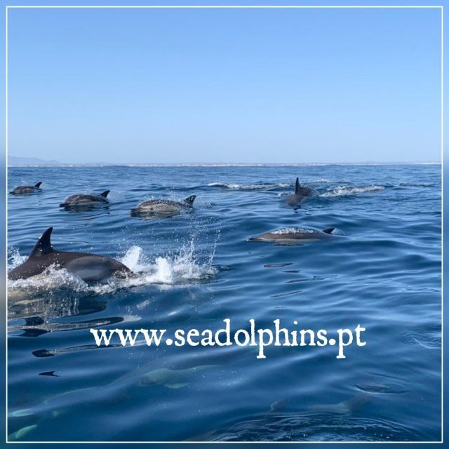 Dolphins Watching - Portimão - Frequently Asked Questions