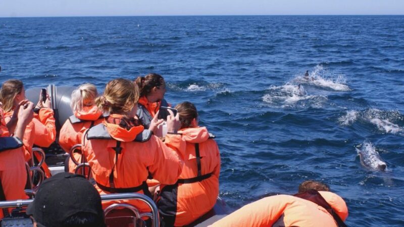 Dolphins Watching - Portimão - Final Thoughts