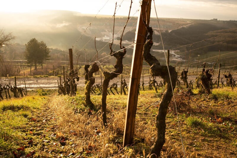 DOMAINE DE MONTMAIN : Visit - Tasting - Sales - FAQ About Domaine de Montmain