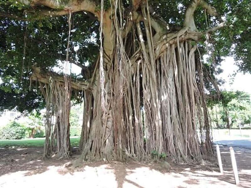 Dominica: Safari Scenic Tour with Karaoke - FAQ