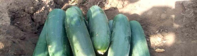 Dominica: Sow & Grow Farm Exploration - A Closer Look at the Tour Itinerary