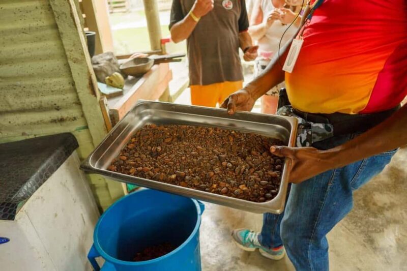 Dominican Culture & Buggy Family Adventure from Punta Cana - Pricing and Value