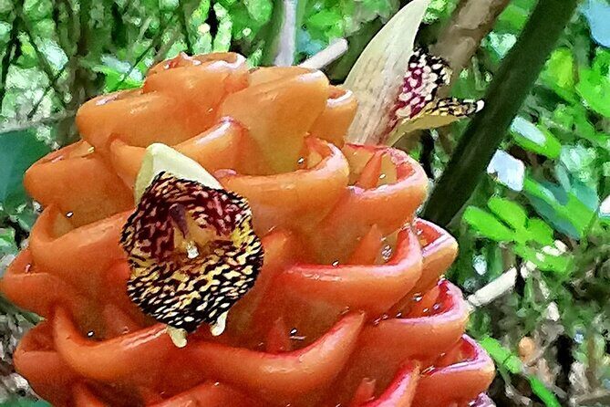 Dominican FLAVOR & COUNTRYSIDE SAFARI Pick-up Included - Final Thoughts