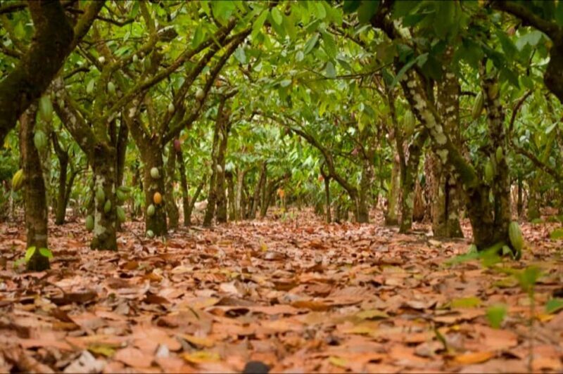 Dominican Republic Cacao Plantation Tour - A Deep Dive into the Cacao Tour Experience