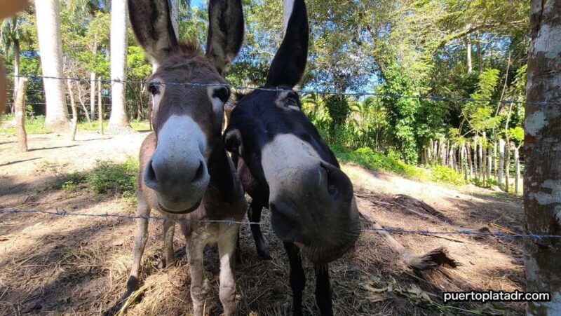 Dominican Republic Countryside Safari Tour from Puerto Plata - Encountering Local Animals and Cultural Artifacts