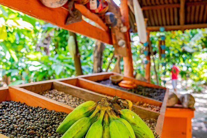 Dominican Republic Countryside Safari Tour from Punta Cana - Final Thoughts: Who Will Enjoy This Tour?