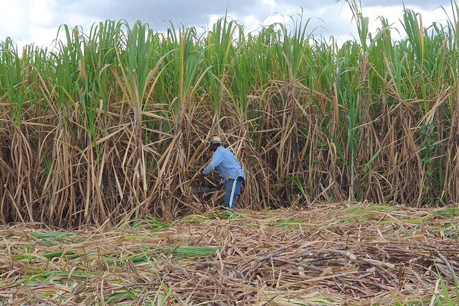 Dominican Safari Half Day... - Final Thoughts