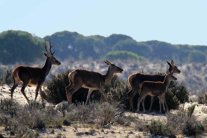 Doñana 4x4 and El Rocío Tour - Summary: Who Should Consider This Tour?