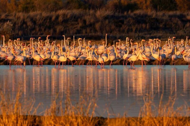 Doñana: 4x4 tour of the national park and beaches - Introduction