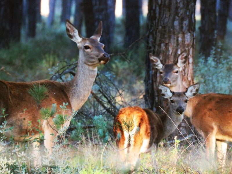 Doñana National Park: 2-Day Tour from Seville - An In-Depth Look at the Itinerary and Experience