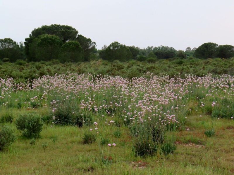 Doñana National Park: 2-Day Tour from Seville - FAQs