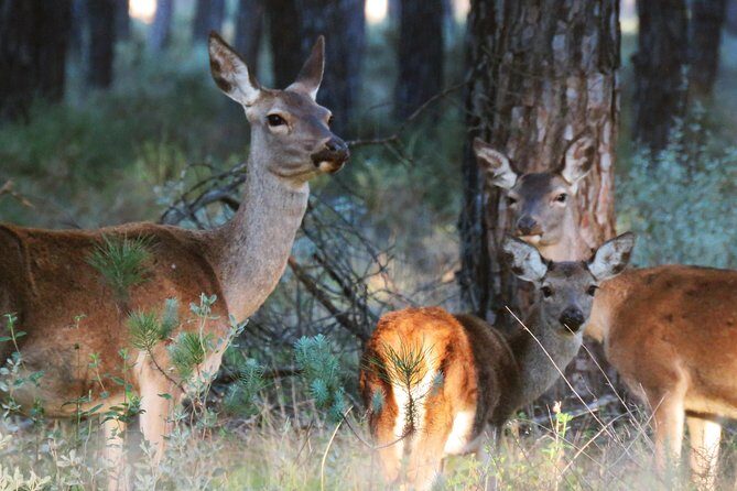 Donana National Park and El Rocío: Private Tour from Seville - A Detailed Look at the Donana National Park and El Rocío Private Tour from Seville