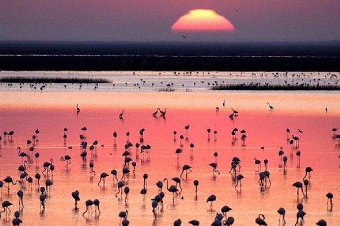 Donana National Park: Guided Day Tour from Seville - An In-Depth Look at the Tour Experience