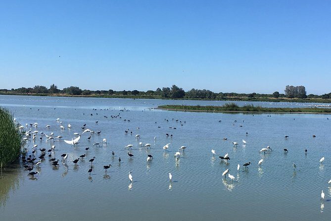 Donana National Park: Guided Day Tour from Seville - The Sum Up: Is This Tour Right for You?
