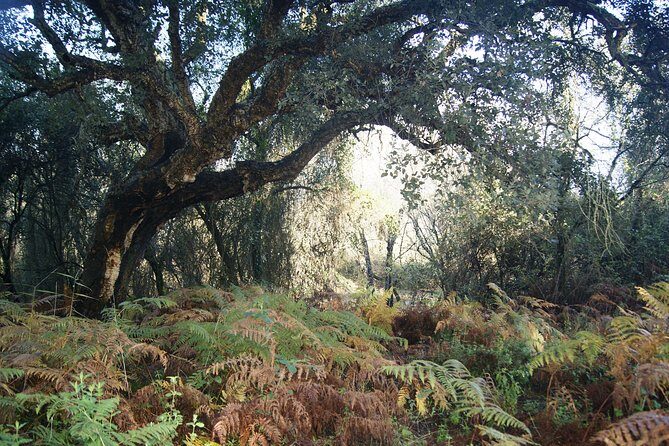 Doñana National Park in 4x4 and El Rocío - Who Will Love This Tour?