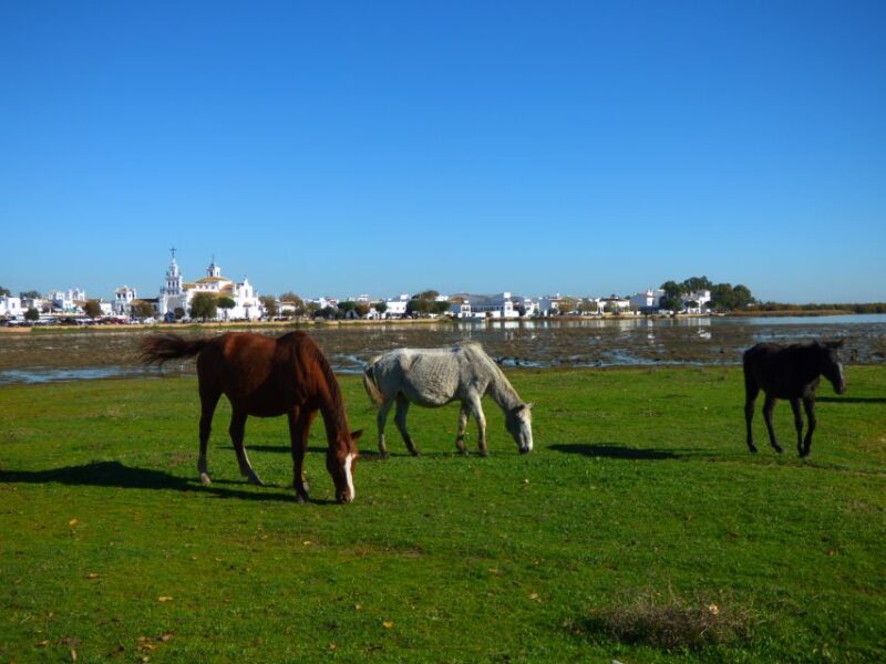Doñana National Park Off-Road Tour from Seville - FAQs