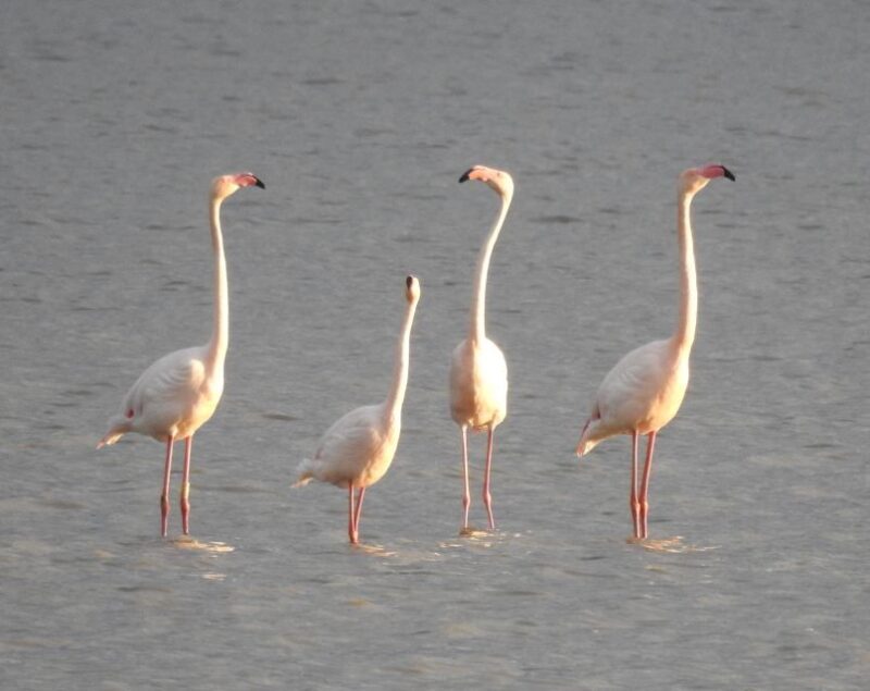Doñana National Park Off-Road Tour from Seville - Final Thoughts