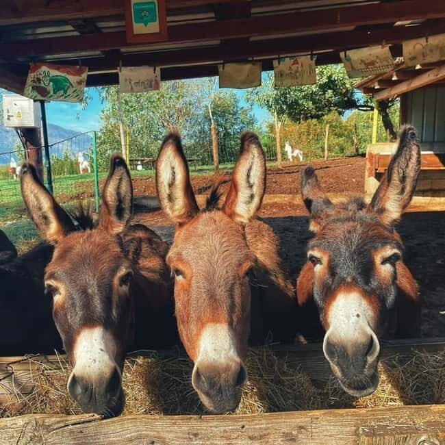Donkey Farm and Lipa Cave Tour; Cave Crawling Donkey Calling - Key Points