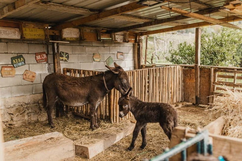 Donkey Farm and Lipa Cave Tour; Cave Crawling Donkey Calling - An Overview of the Experience