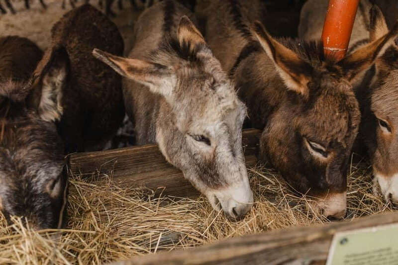Donkey Farm and Lipa Cave Tour; Cave Crawling Donkey Calling - Exploring Lipa Cave: A Natural Masterpiece
