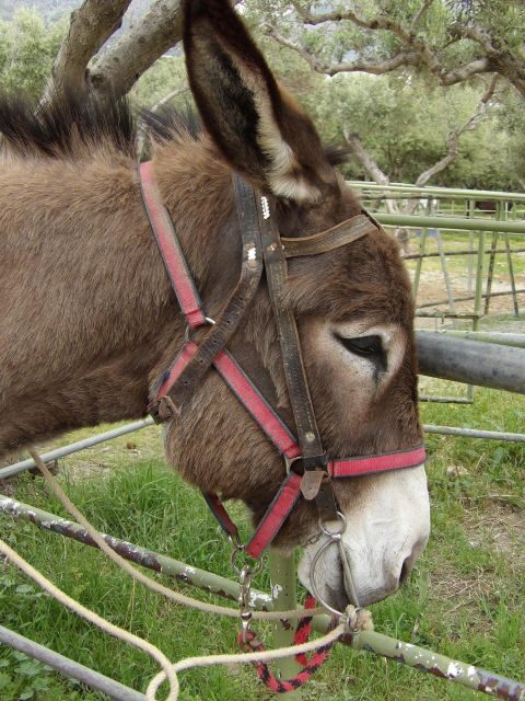 Donkey Ride - Cretan Country - Key Points