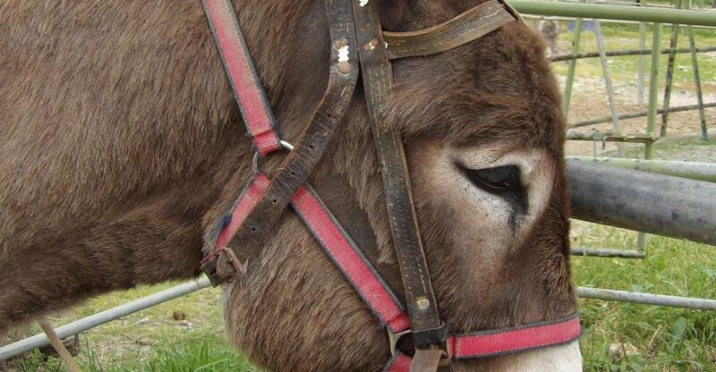 Donkey Riding - Coastline Ride - Key Points