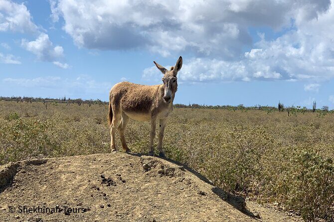 Donkey Sanctuary Tour with a Local Guide - What You Can Expect from This Bonaire Donkey Sanctuary Tour