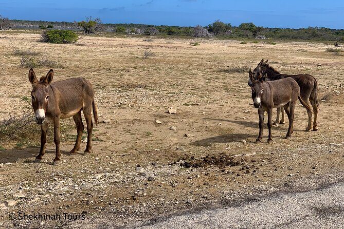 Donkey Sanctuary Tour with a Local Guide - FAQ