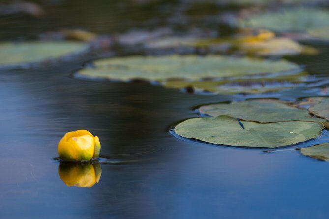 Door County Wetlands Kayak Tour - Additional Details