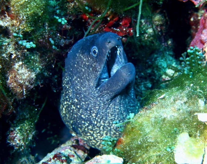 Double dive in Menorca: Discover Menorca's Marine Reserve - Key Points