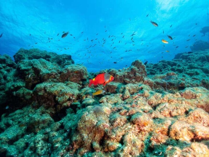 Double dive in Santa Maria Island - Azores - Who Will Love This?