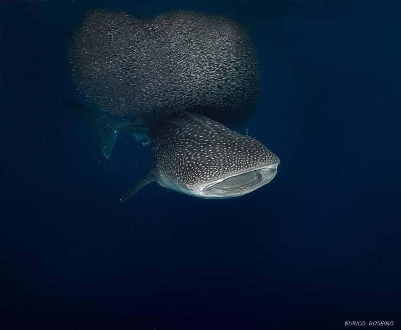 Double dive in Santa Maria Island - Azores - Final Thoughts
