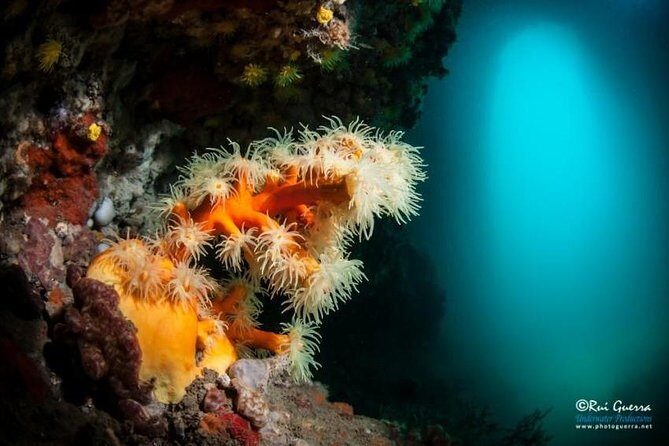 Double dive in the Algarve. Don't stop on the beach! - The Sum Up