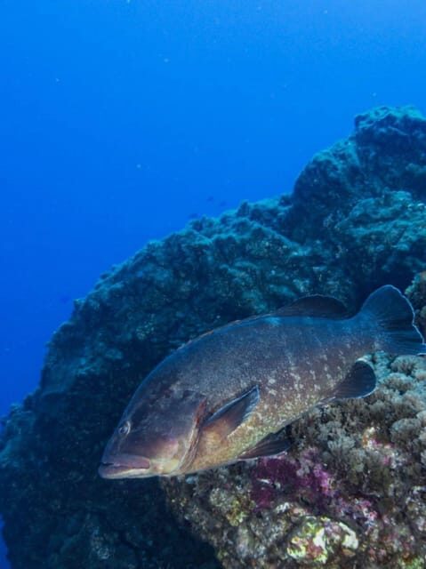 Double Dive the Azores, in the middle of the Atlantic Ocean - Key Points