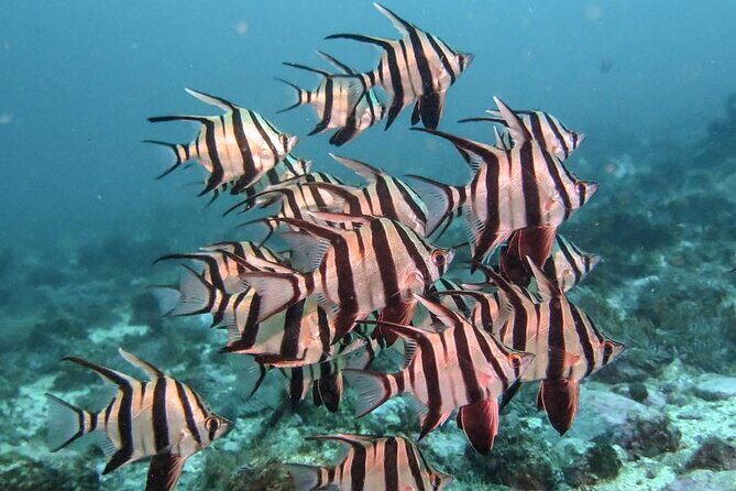 Double Dive to South Solitary Island Coffs Harbour - Weather and Cancellation Policies