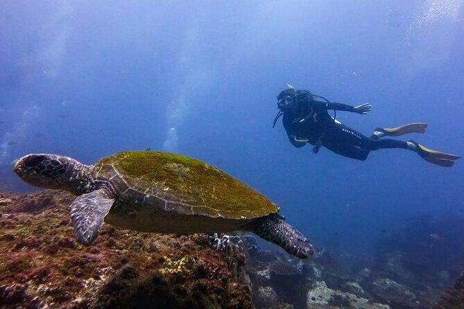 Double Dive to South Solitary Island Coffs Harbour - Who Will Love This Experience?