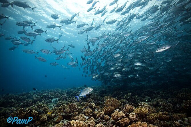 Double Diving Adventure Exploration for Certified Divers - FAQs