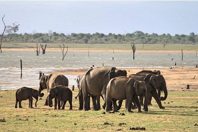 DOUBLE SAFARI -Udawalawe & Yala Safari Private Day Tour - Key Points