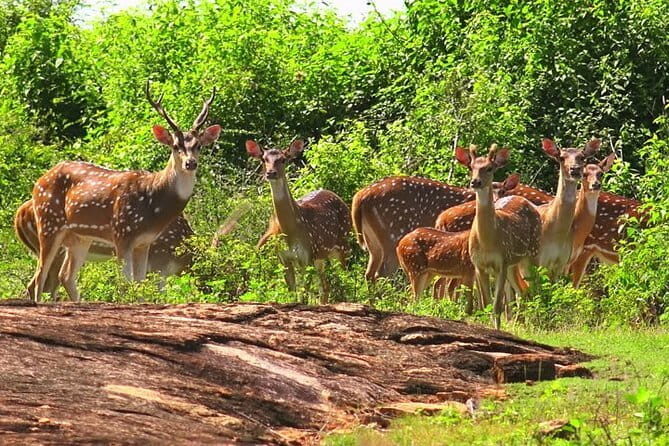 DOUBLE SAFARI -Udawalawe & Yala Safari Private Day Tour - The Experience from Past Travelers