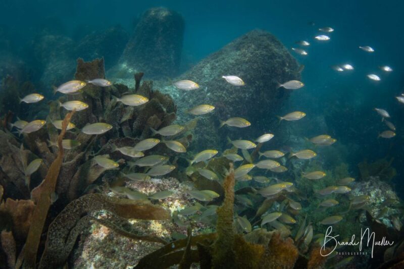 Double Scuba Dive on a Marine Reserve - FAQ