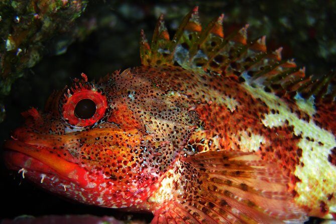 Double Scuba Diving - An In-Depth Look at the Experience